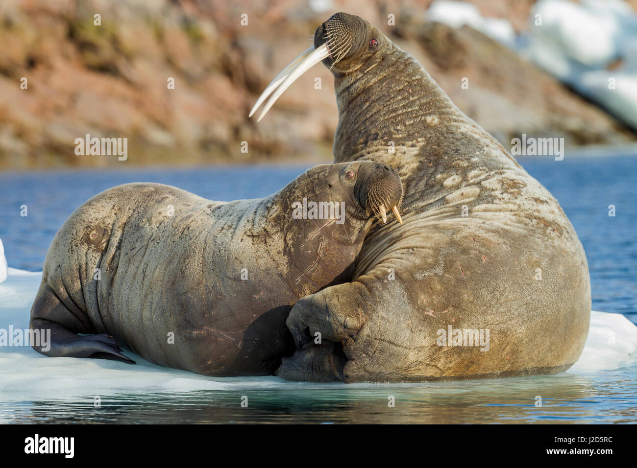 Walrus calf hi-res stock photography and images - Alamy