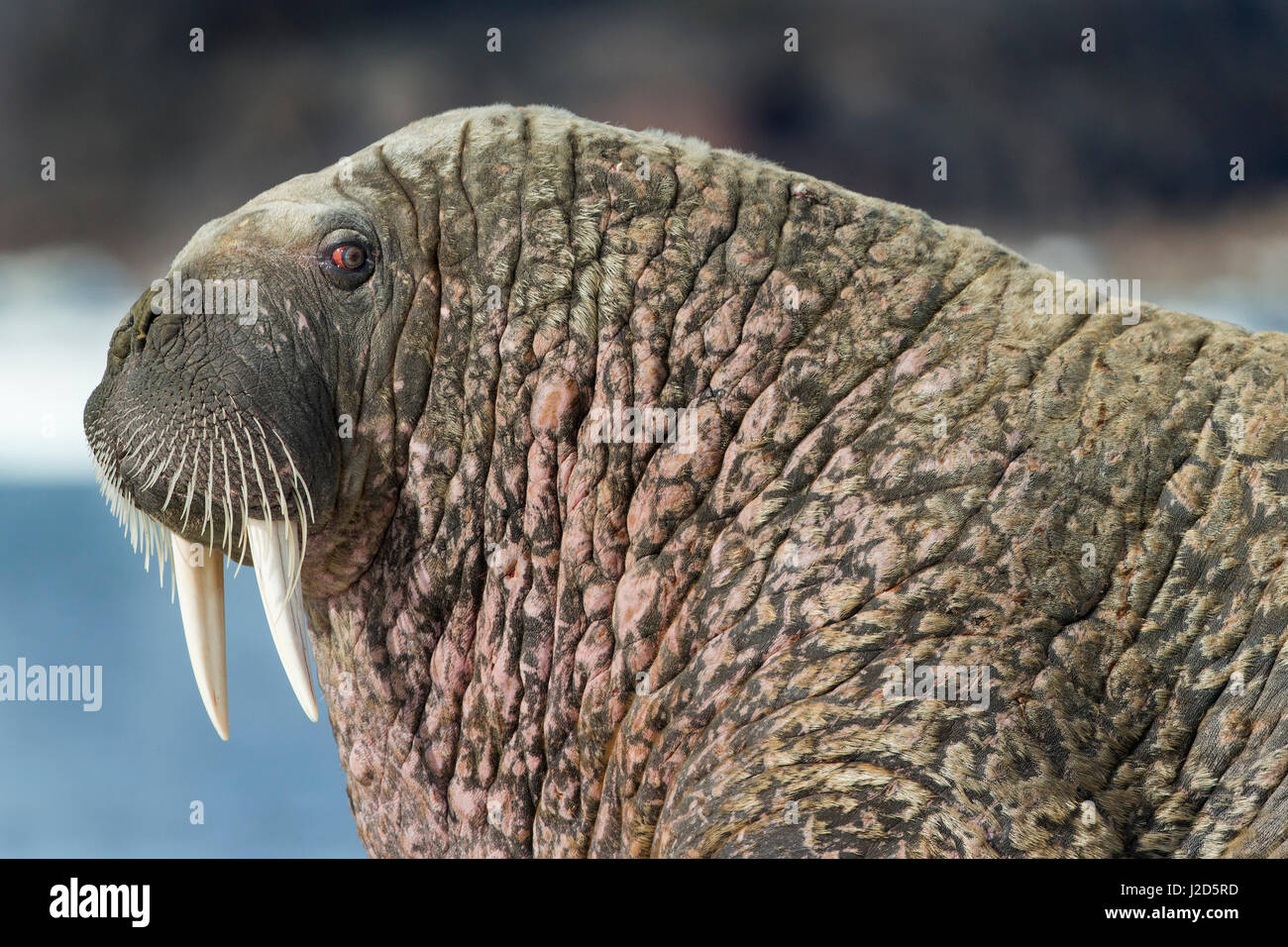 Canada, Nunavut Territory, Walrus near arctic circle on Hudson Bay ...