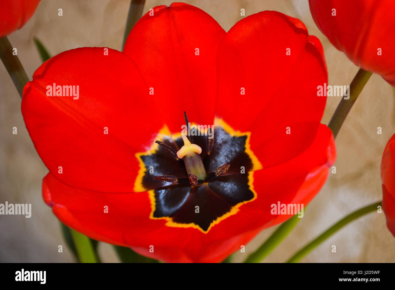 Closeup of a beautiful red tulip flower core. Blooming blossoming tulip. Detailed pistil ...