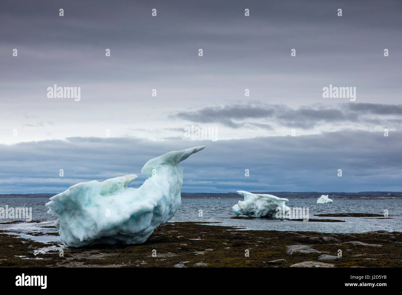 Canada, Nunavut Territory, Repulse Bay, Icebergs grounded at low tide ...