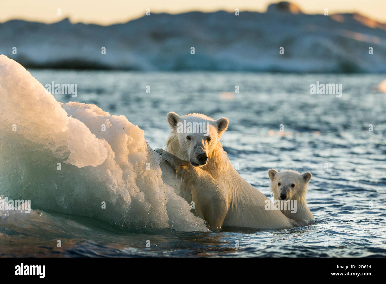 Canada, Nunavut Territory, Repulse Bay, Polar Bear and young cub (Ursus ...