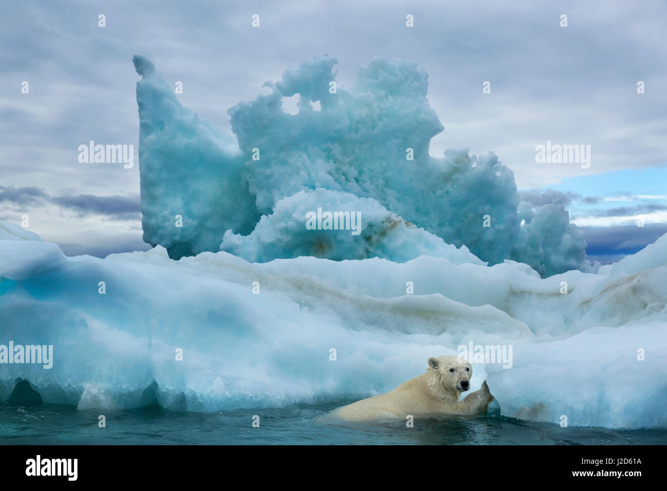 Canada, Nunavut Territory, Repulse Bay, Polar Bear (Ursus maritimus ...