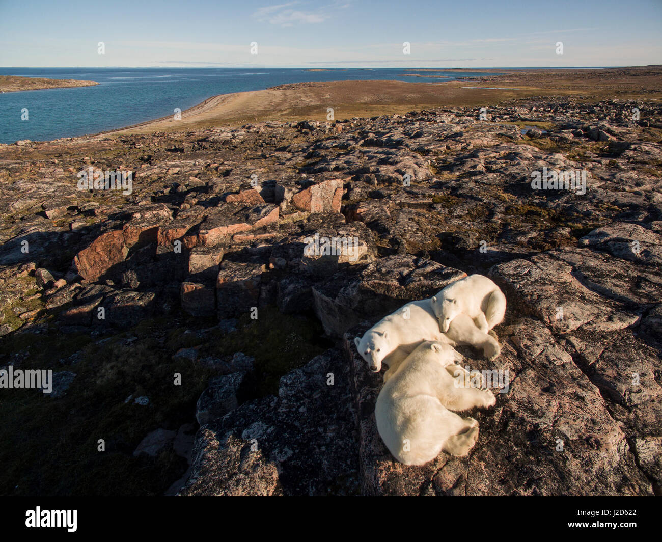 Canada, Nunavut Territory, Repulse Bay, Polar Bear (Ursus maritimus ...