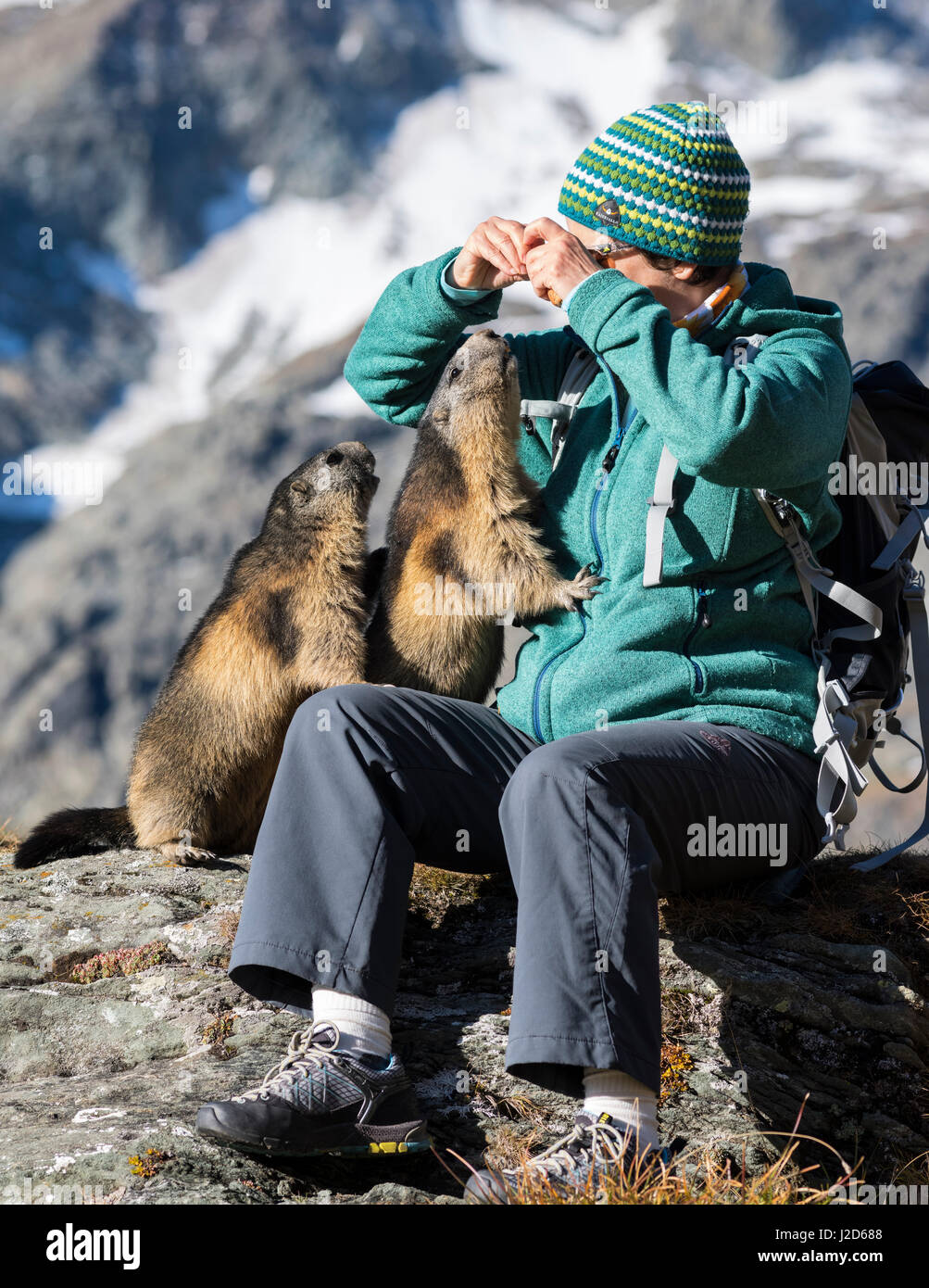 Alpine Marmot (Marmota marmota) in the Hohe Tauern near Mount Grossglockner. Tourist is feeding ...