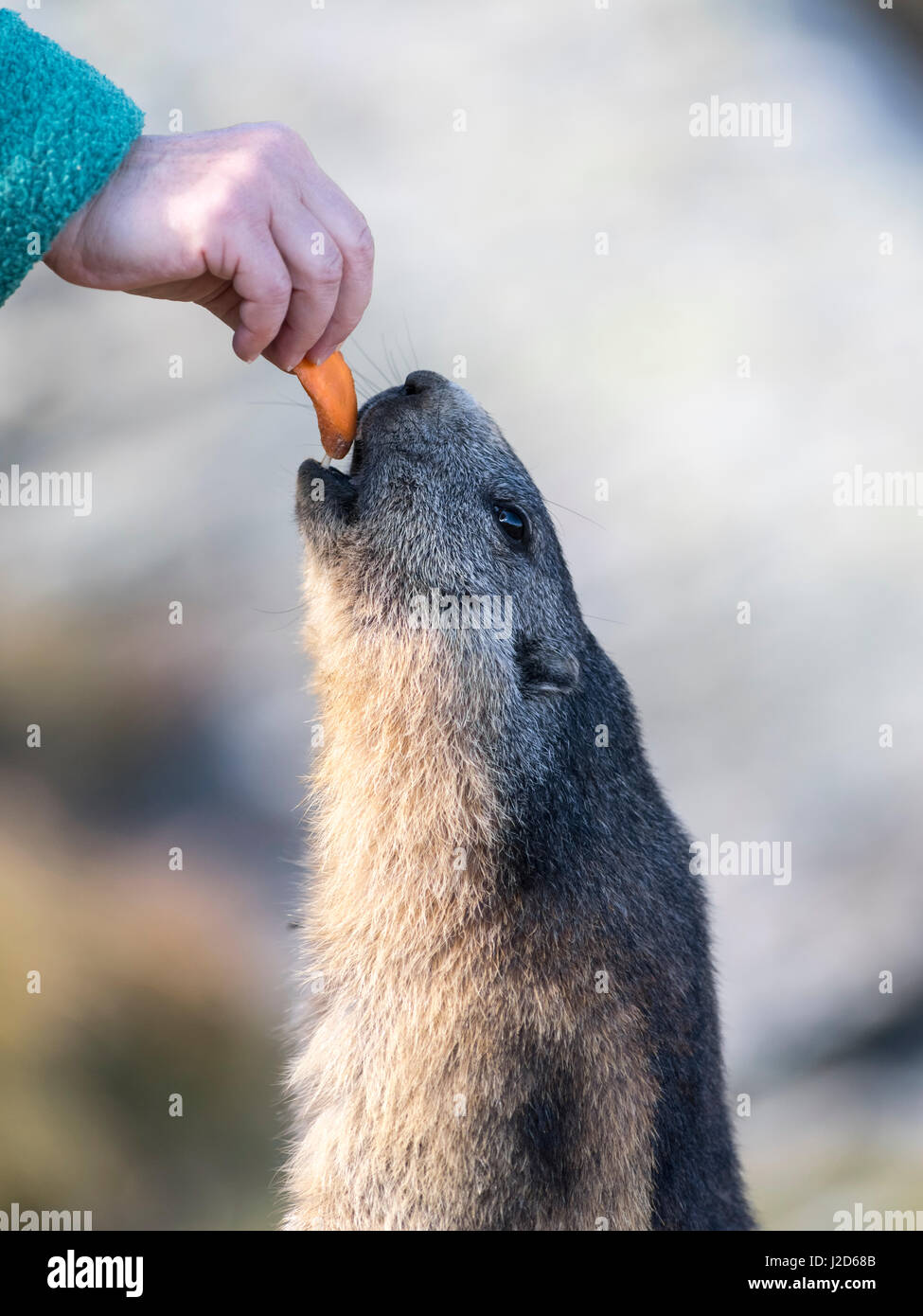 Alpine Marmot (Marmota marmota) in the Hohe Tauern near Mount Grossglockner. Tourist is feeding ...