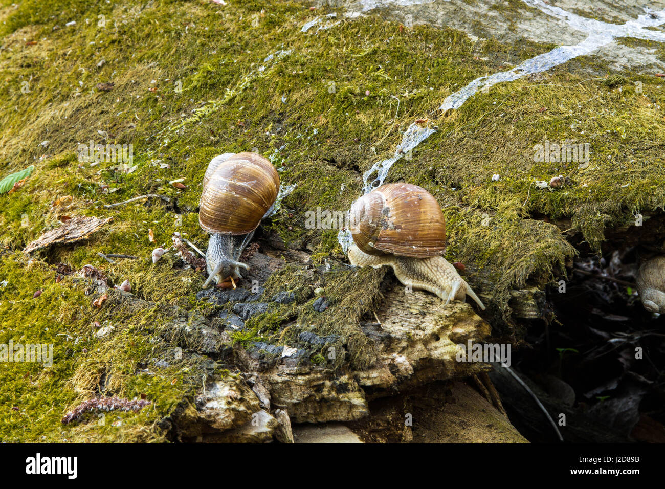 Wild snails in nature. A pair of snails. Tree. Forest. Moss Stock Photo ...