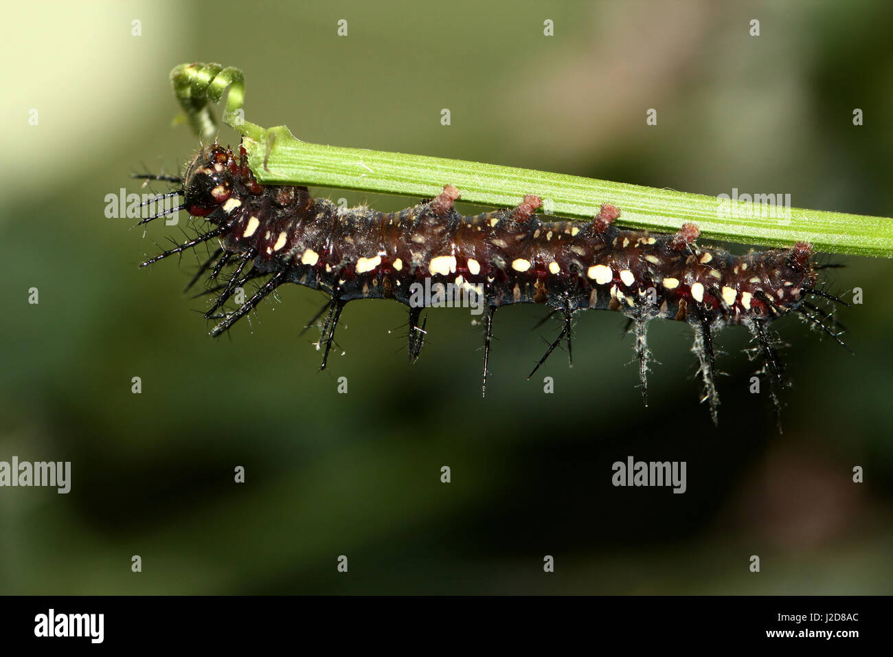 Spiky and exotic caterpillar of the Orange Julia Longwing or Julia ...