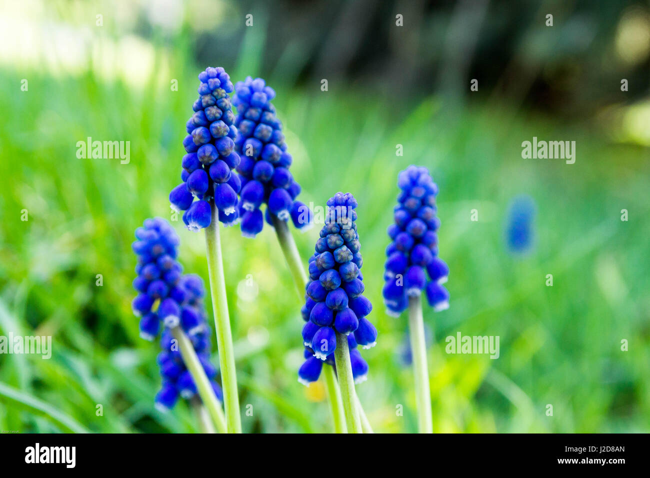 Pasture flowers. Spring flowers. Green grass. Green lawn Stock Photo ...