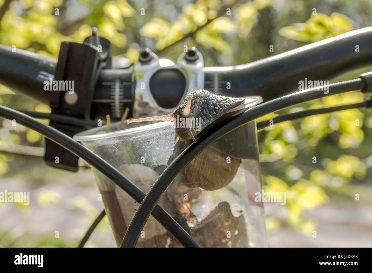 Snail and bicycle. Wild. Nature. Walking Stock Photo - Alamy