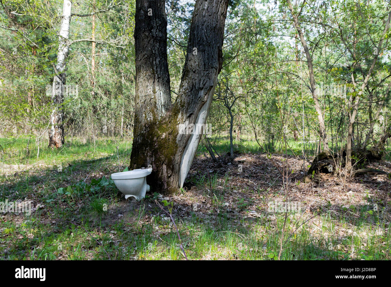 The toilet is in the woods. Urinal in the forest Stock Photo - Alamy