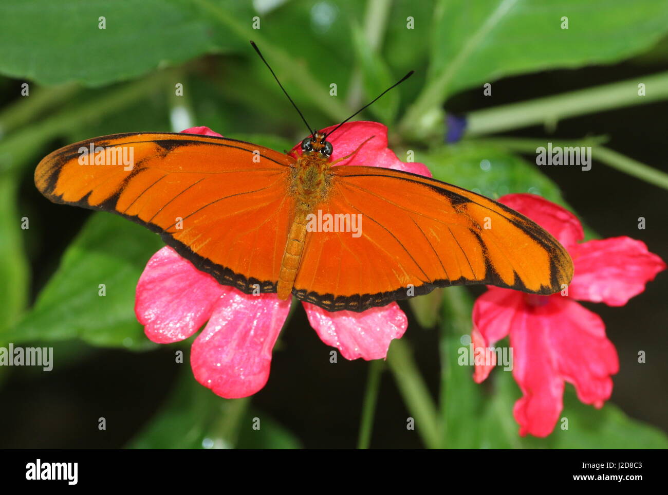 Orange Julia Longwing or Julia Butterfly (Dryas iulia) feeding on a ...