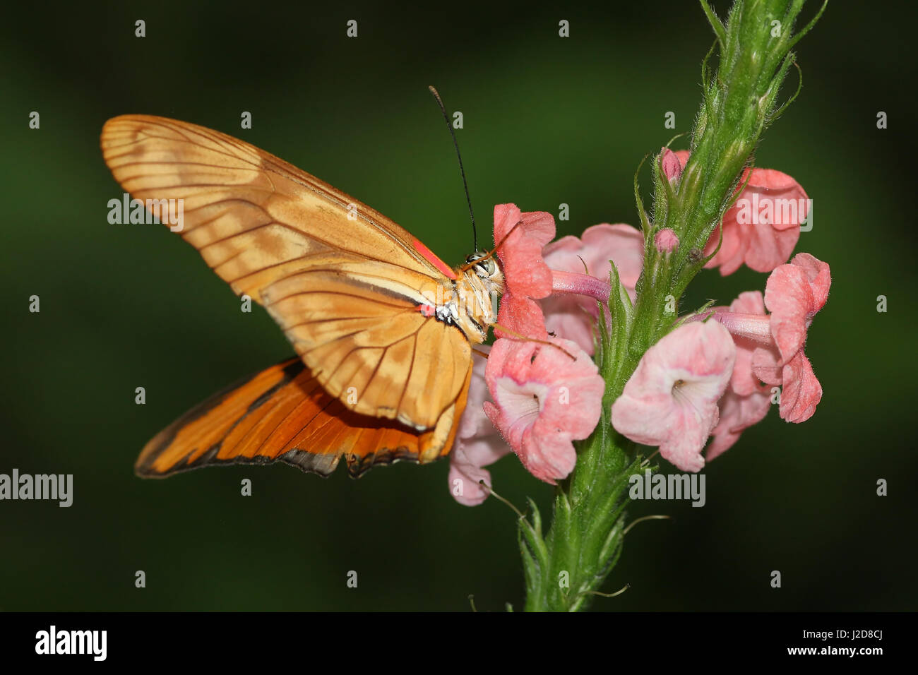 Orange Julia Longwing or Julia Butterfly (Dryas iulia) feeding on a ...
