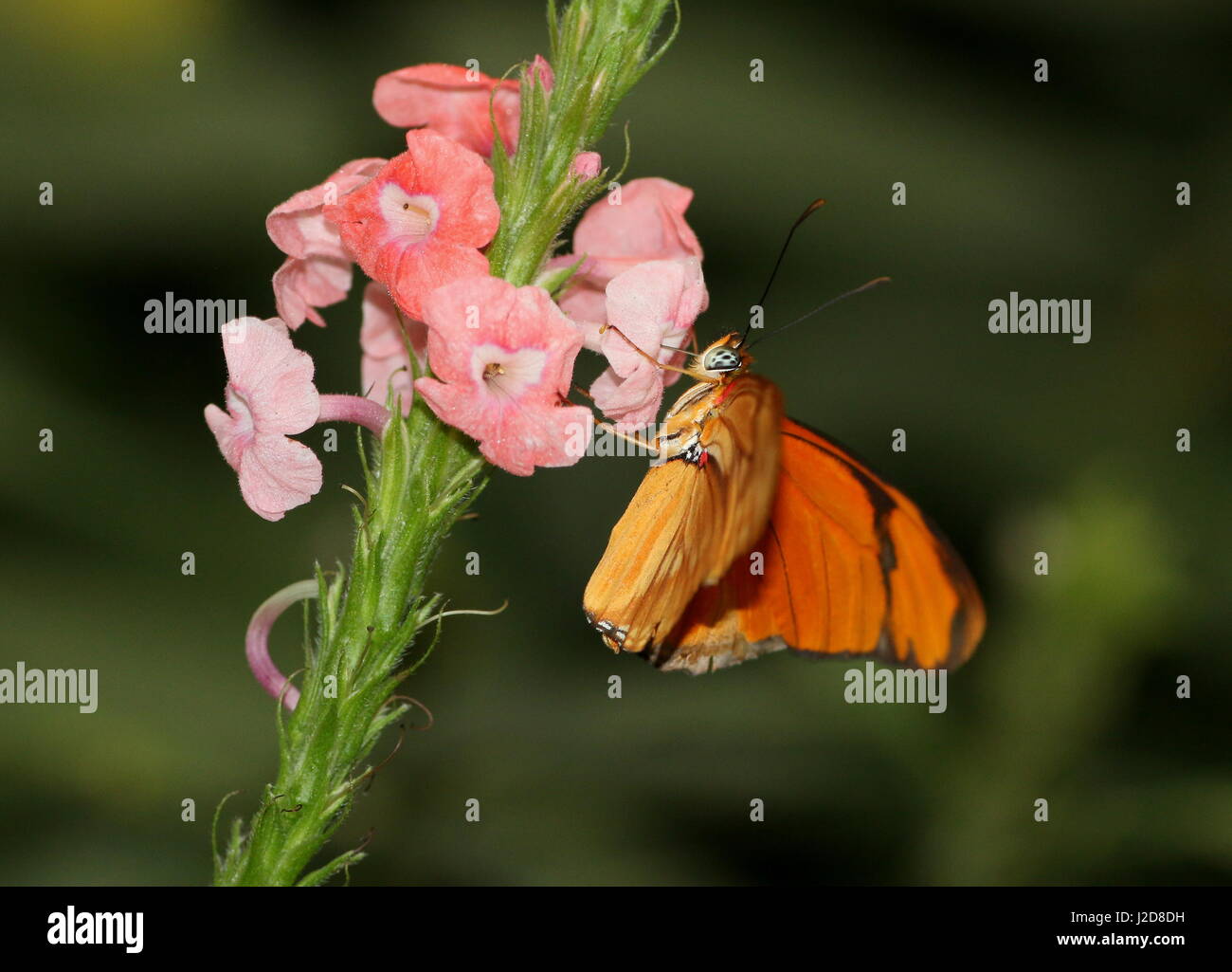 Orange Julia Longwing or Julia Butterfly (Dryas iulia) feeding on a ...