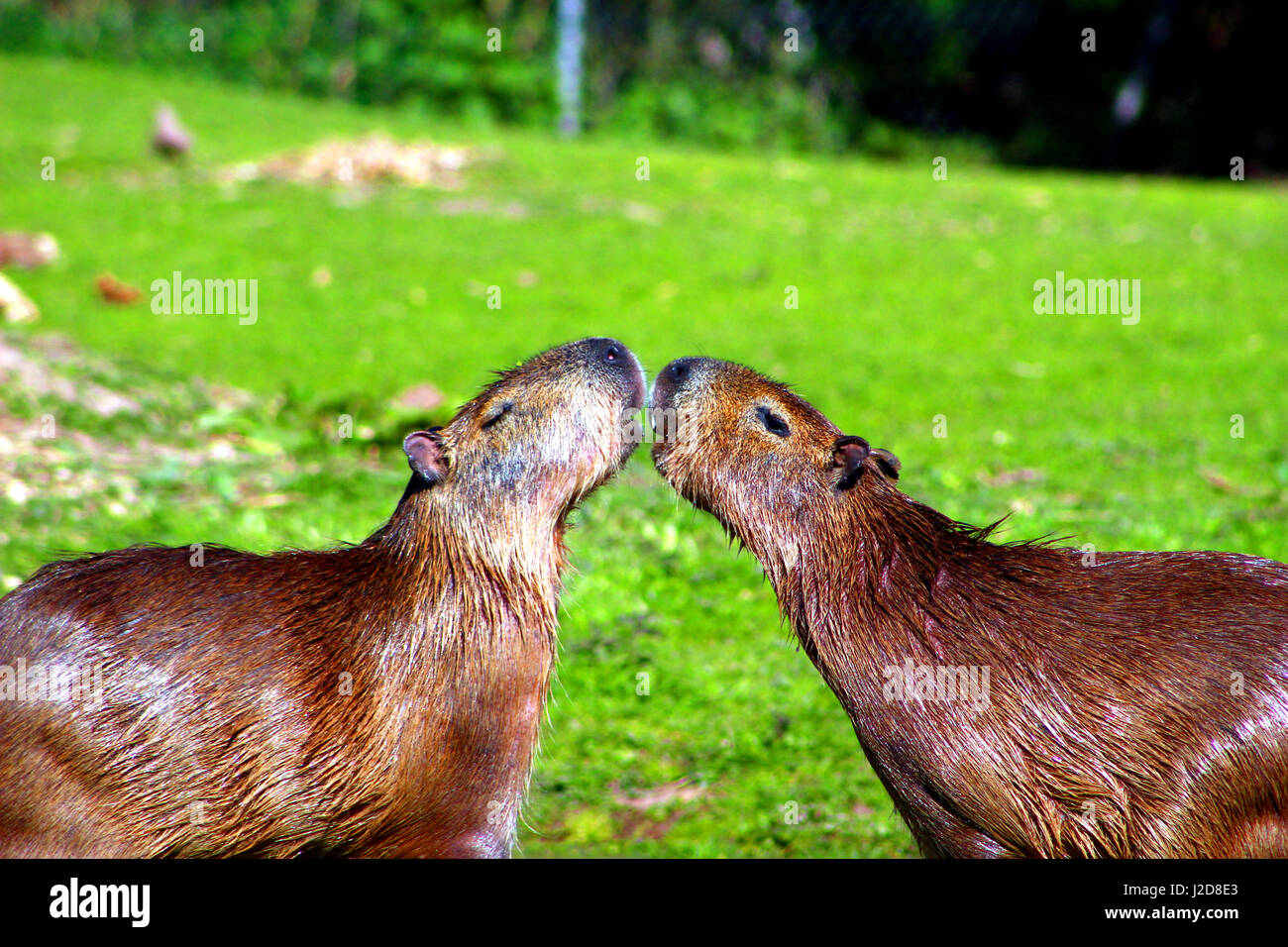 Two Capybara's sharing a kiss Stock Photo - Alamy