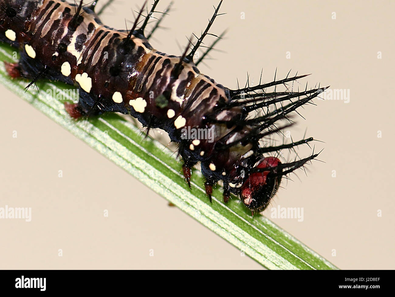 Spiky and exotic caterpillar of the Orange Julia Longwing or Julia ...