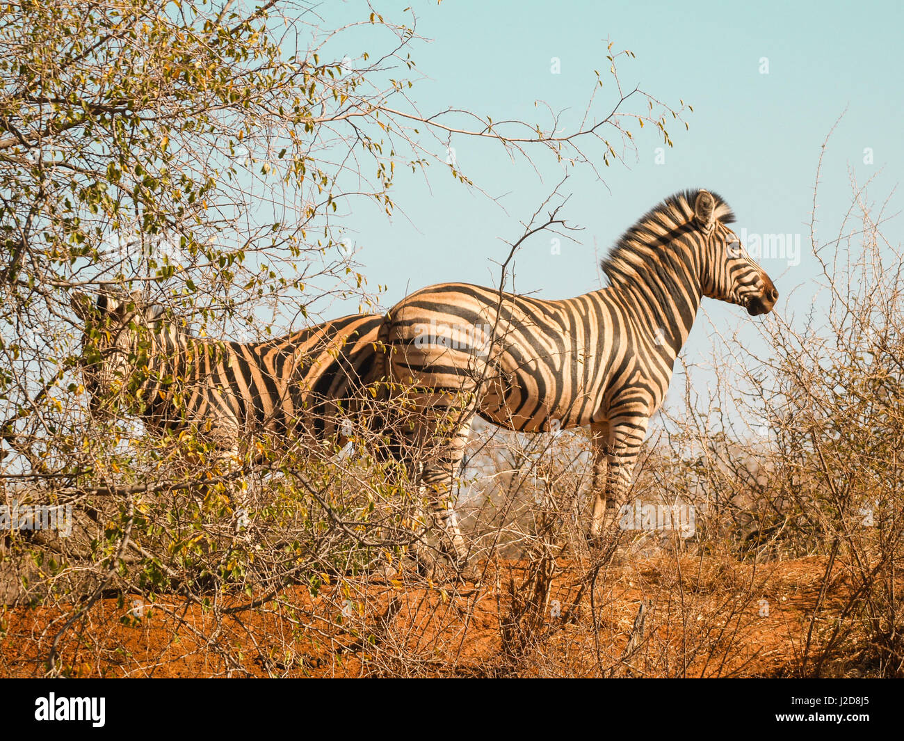 Zebra meeting hi-res stock photography and images - Alamy
