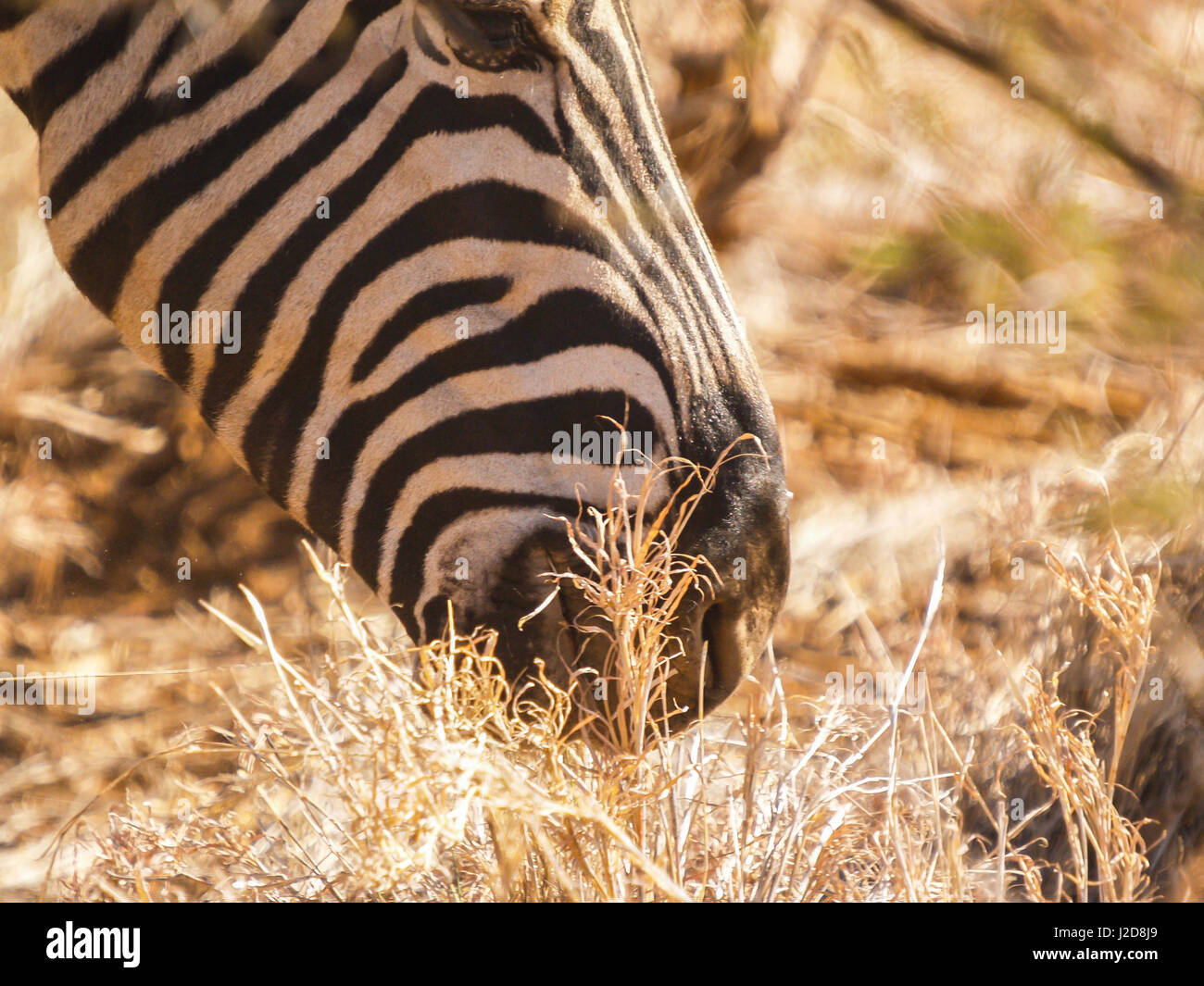 Closeup of opart of zebra head while down grazing in dry African grass ...