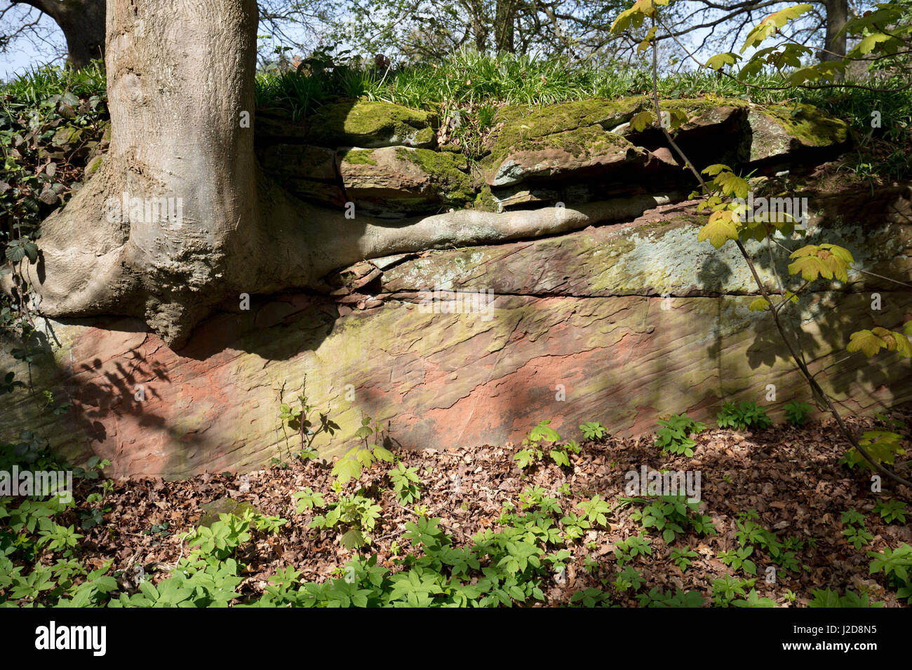 Tree growing over sandstone bank hi-res stock photography and images ...