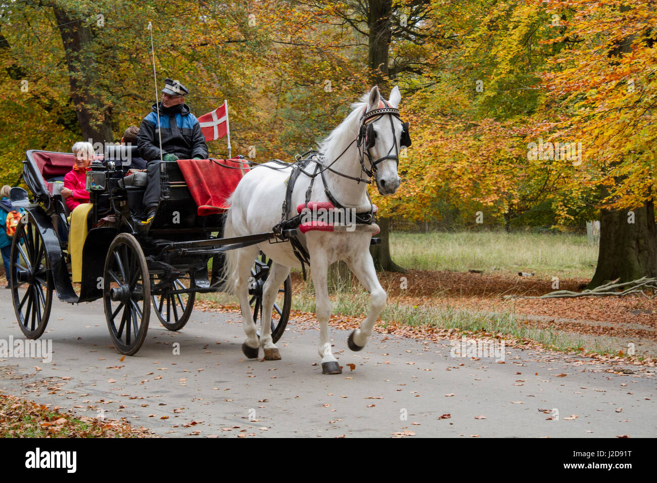Horse Carriage. Fall Colors. Dyrehaven Park. North of Copenhagen ...