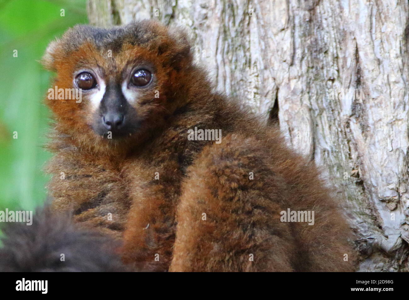 Red bellied Lemur at West Midlands Safari park;UK Stock Photo - Alamy