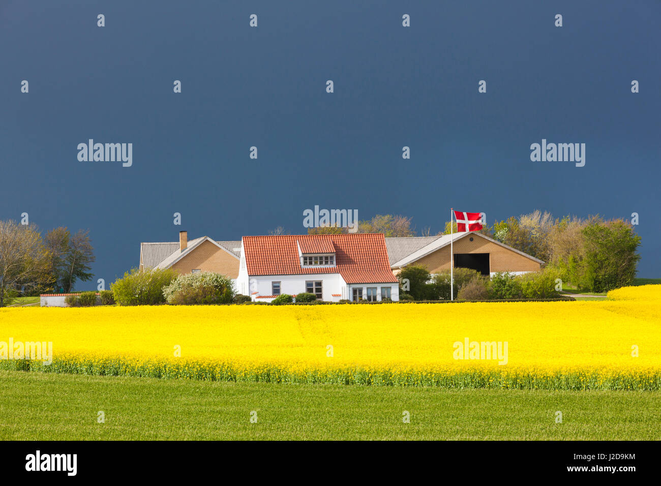 Canola Rapeseed Field Denmark High Resolution Stock Photography and ...
