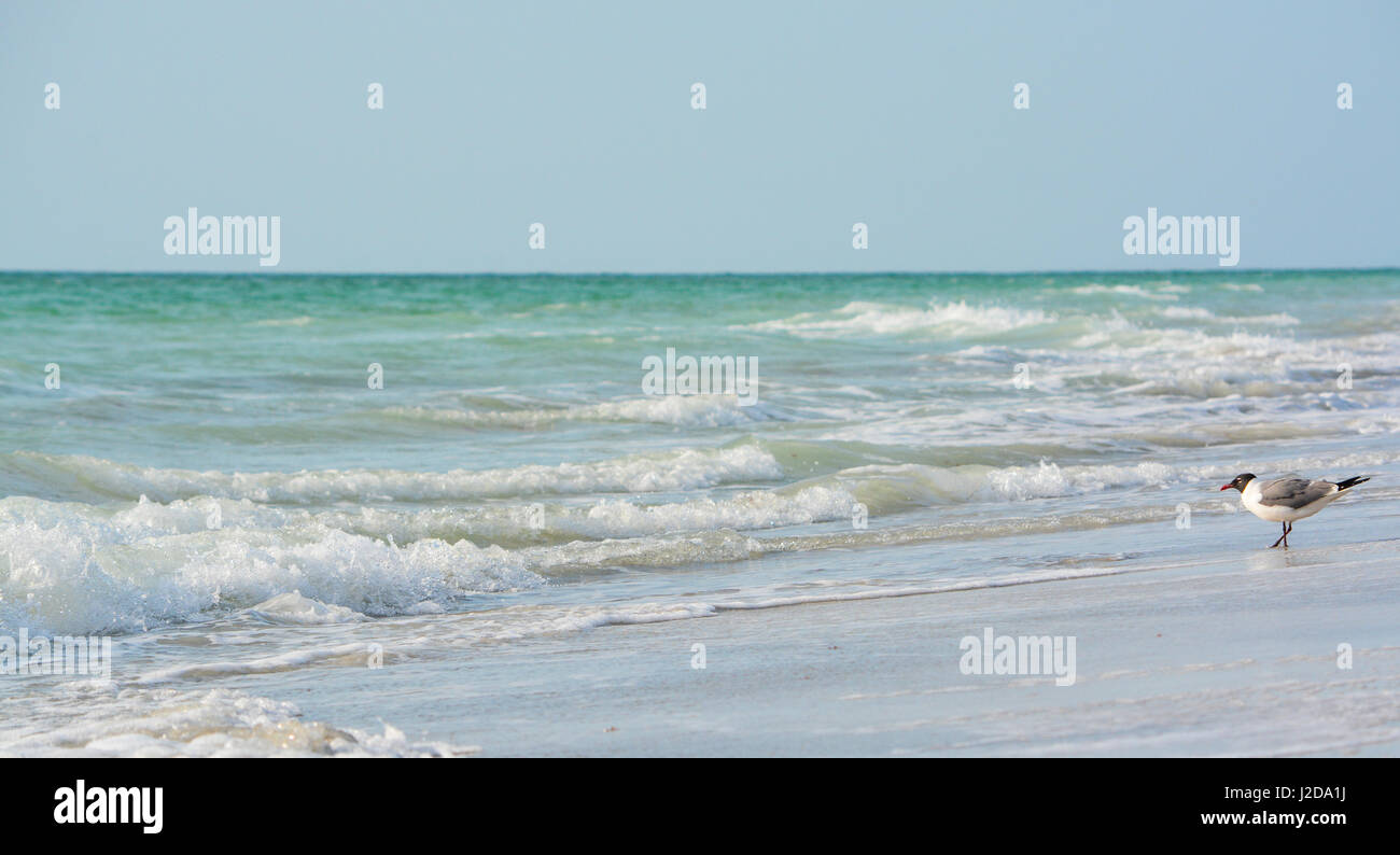 A beautiful relaxing day watching a Laughing Gull Leucophaeus Atricilla ...