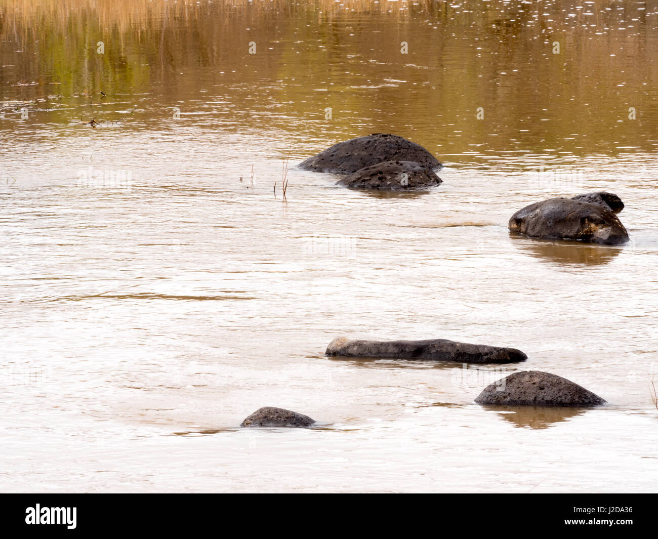 isolated rocks in a calm stream, landscape orientation Stock Photo - Alamy