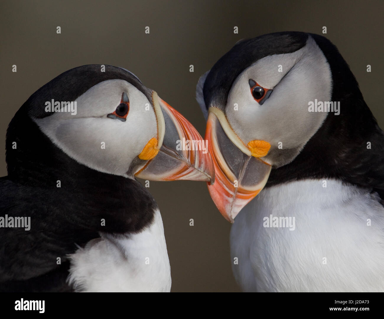 Two Puffins in close-up Stock Photo - Alamy