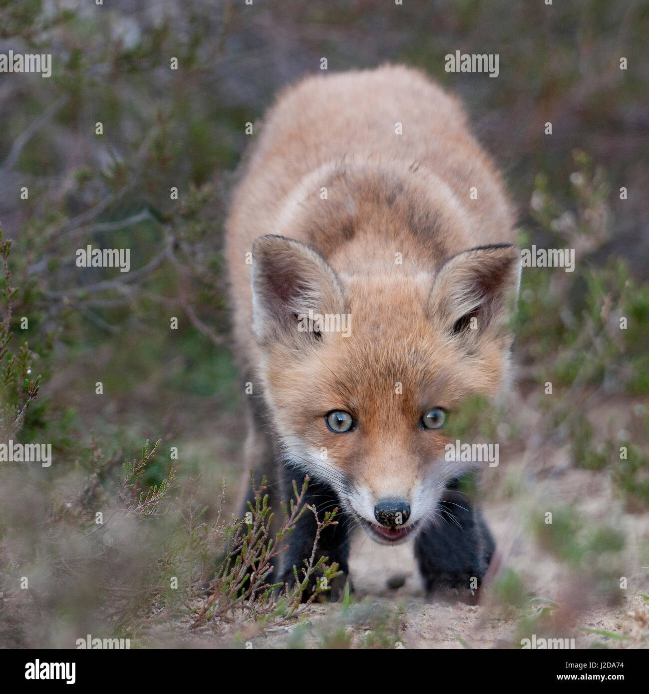 Scots pine in heathland hi-res stock photography and images - Alamy