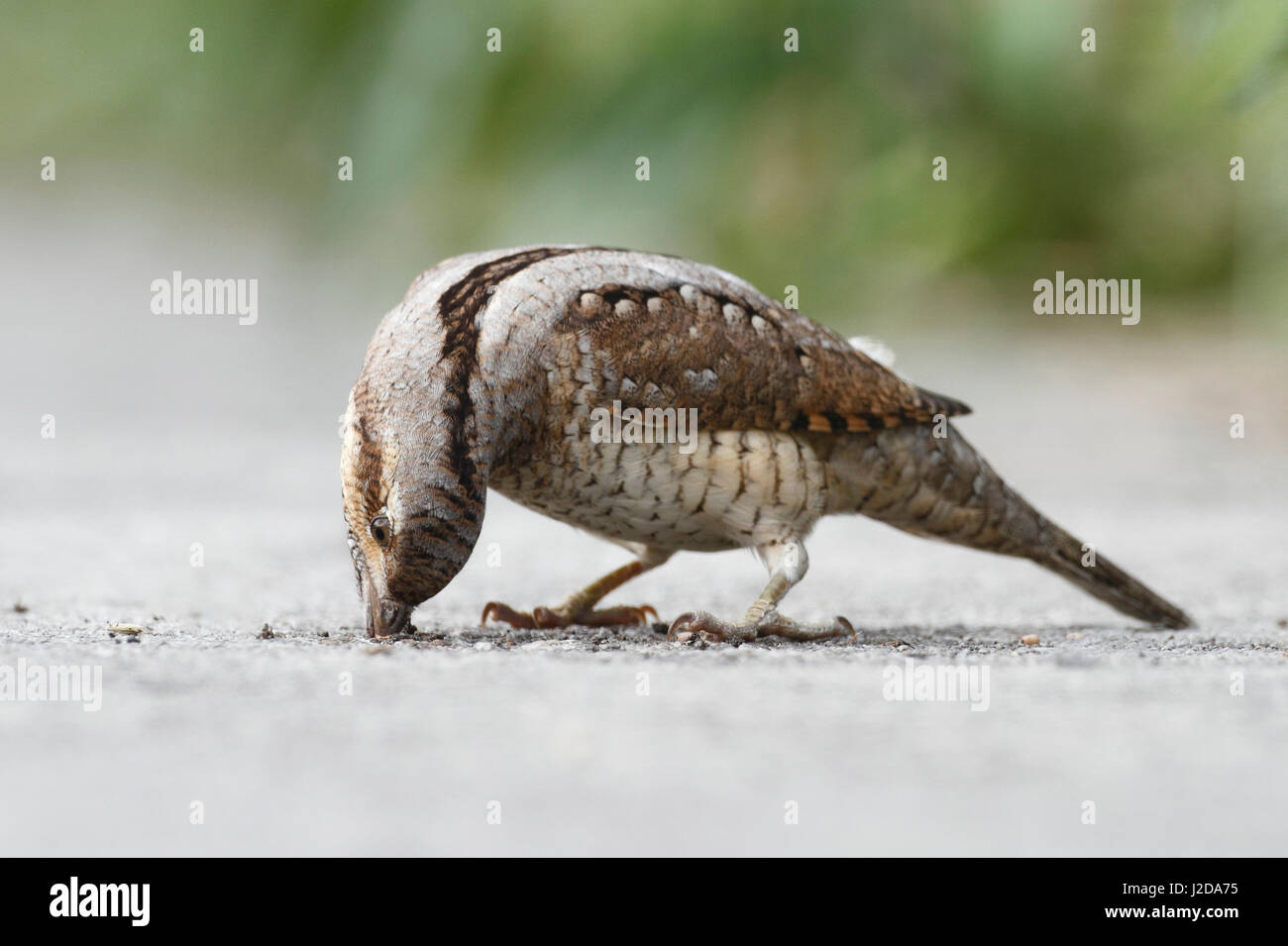Wryneck searching for ants on a bicycle path Stock Photo - Alamy