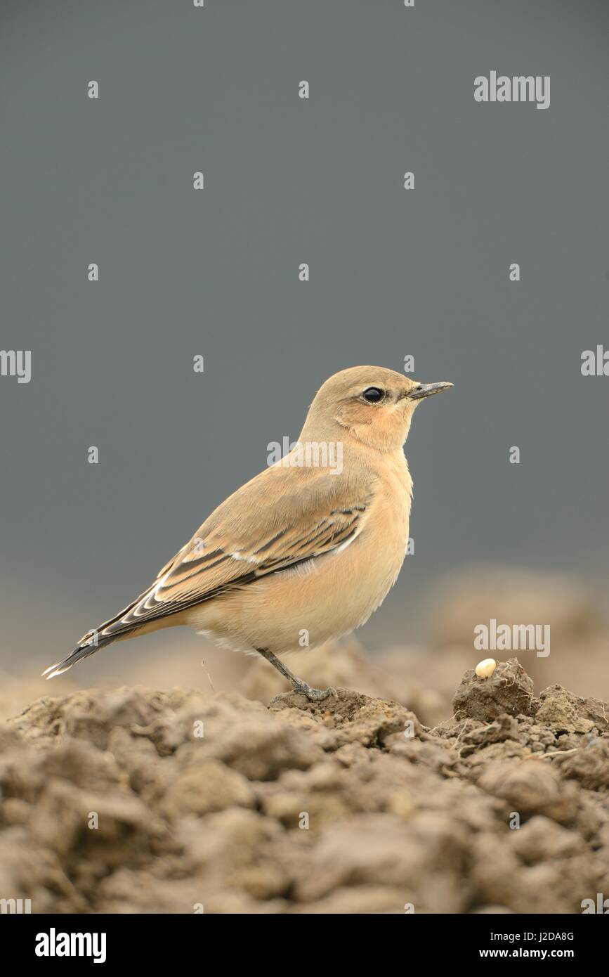 Wheatear during autumn migration Stock Photo - Alamy