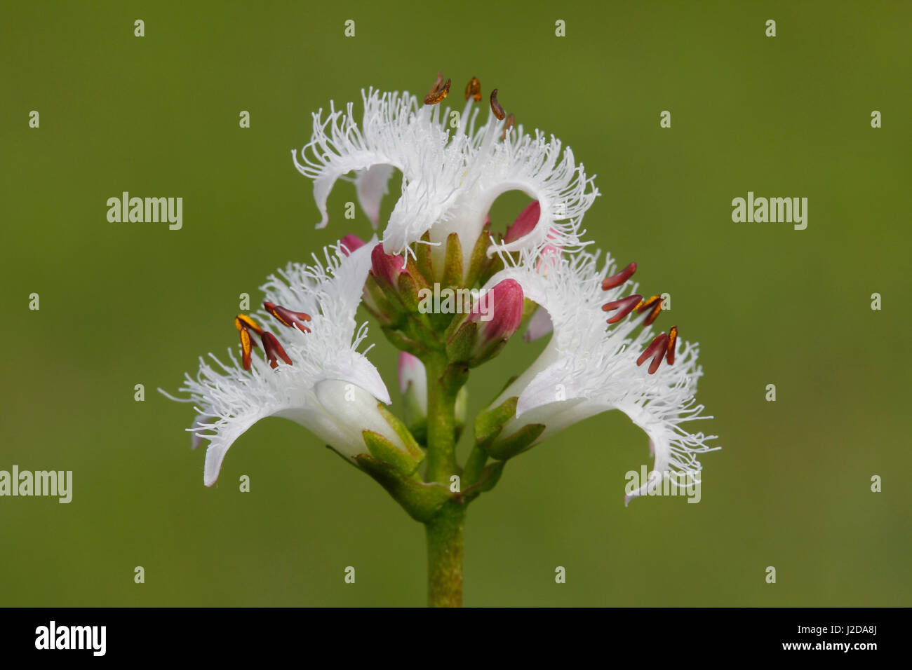 Common Bog Bean High Resolution Stock Photography and Images - Alamy