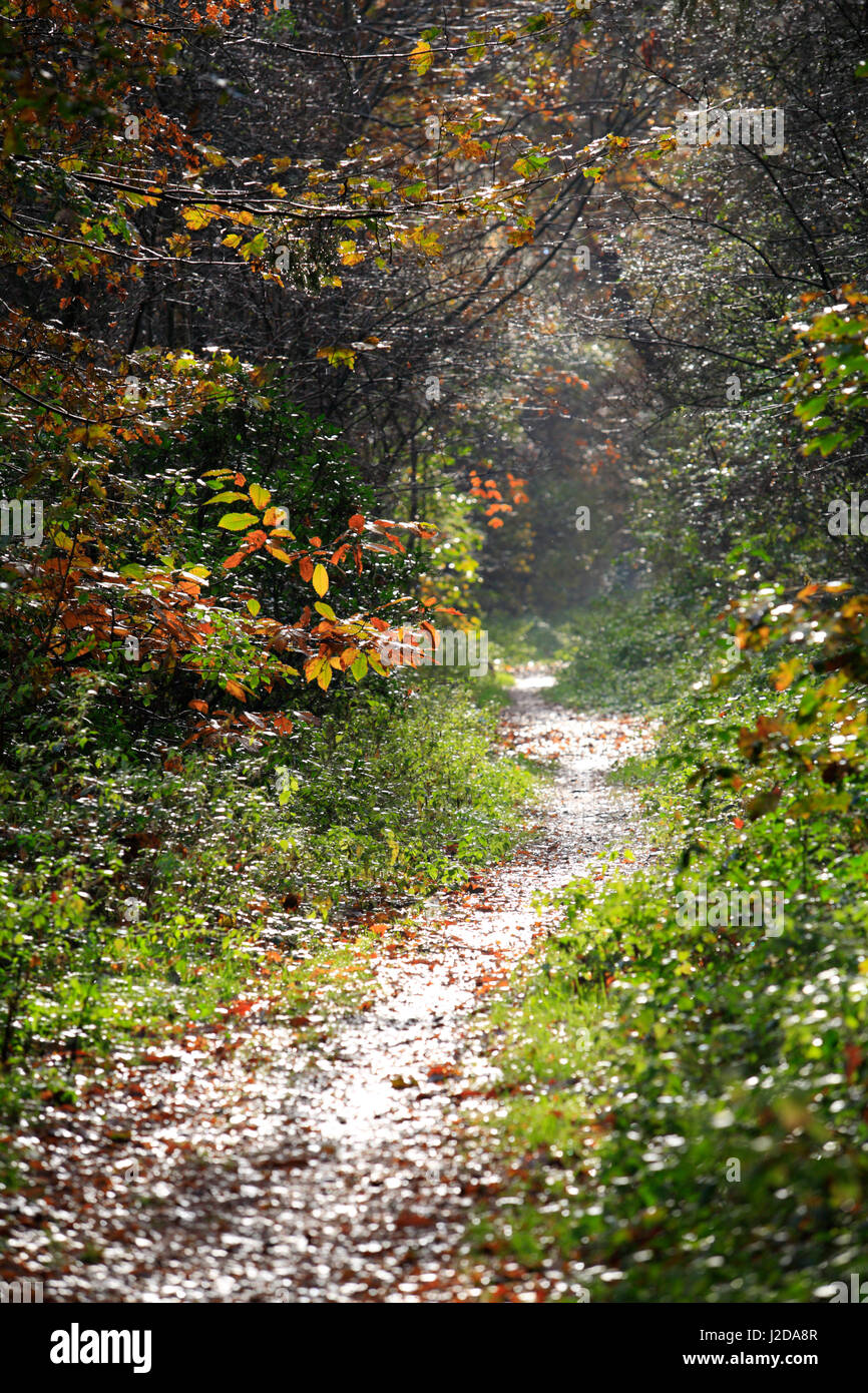 A path in forest of the nature reserve Mattemburgh on a rainy autumn ...
