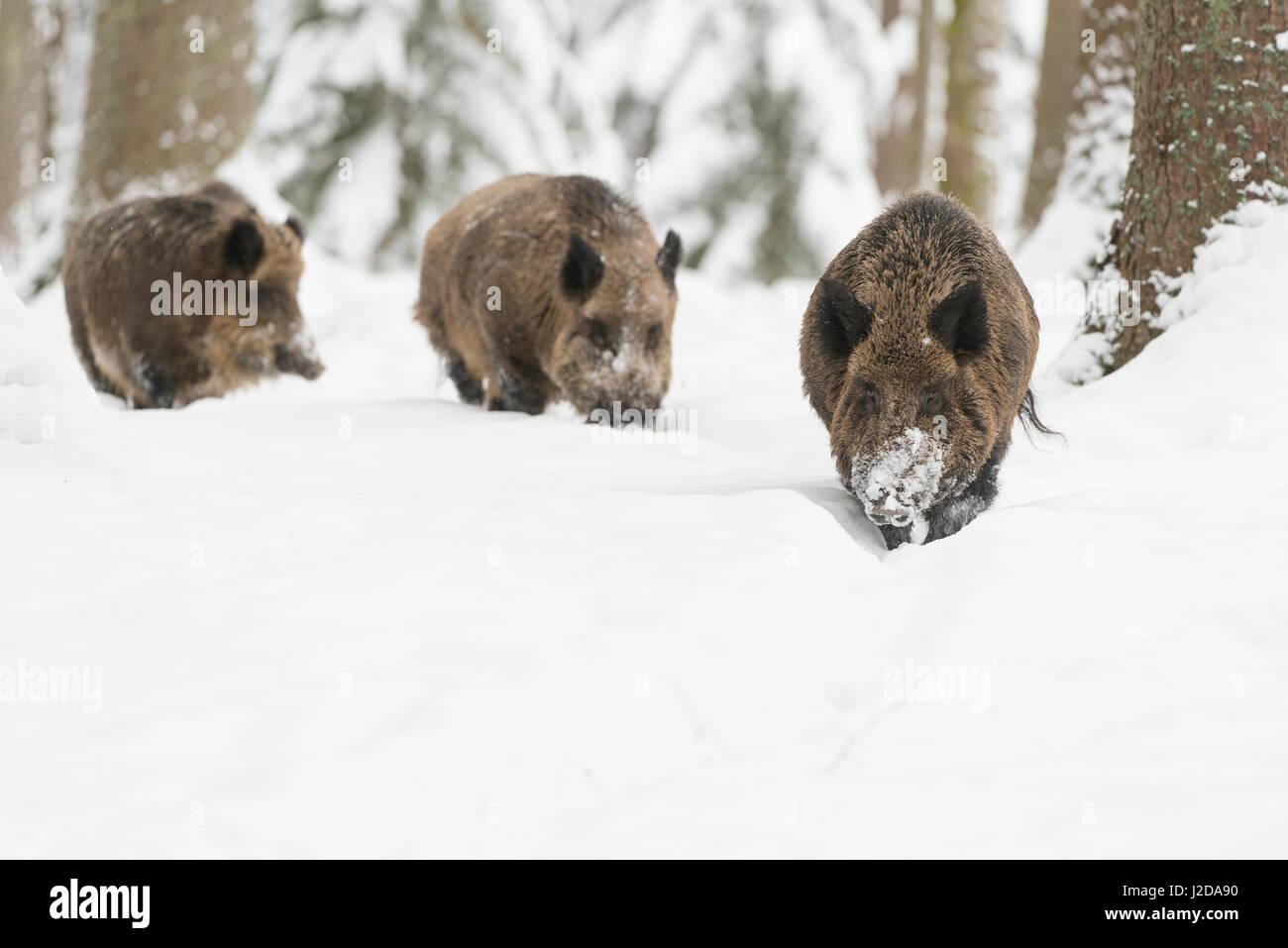 Group of wild boar walking through deep snow Stock Photo - Alamy