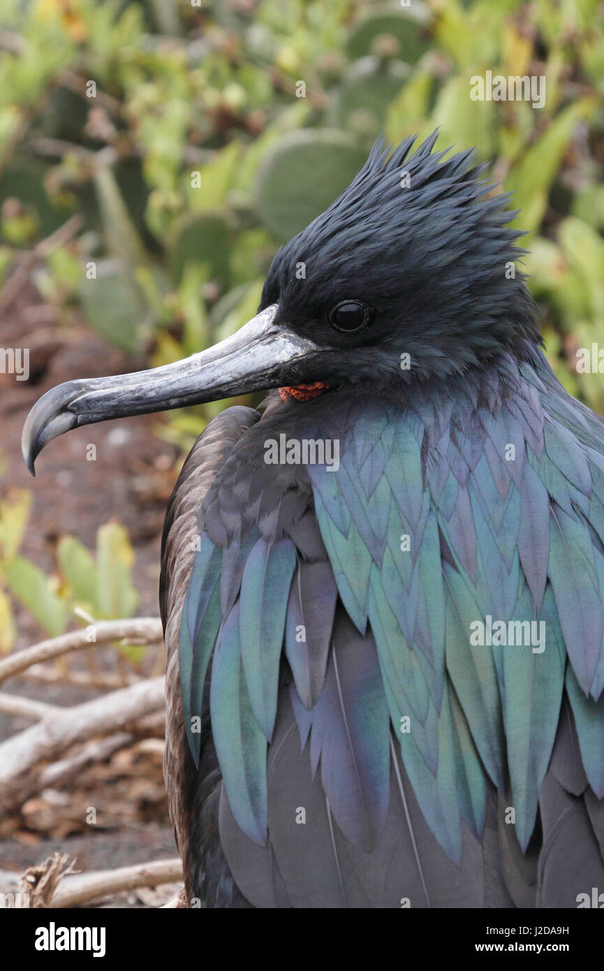 Portrait of a male great frigatebird at the Galapagos islands with back ...
