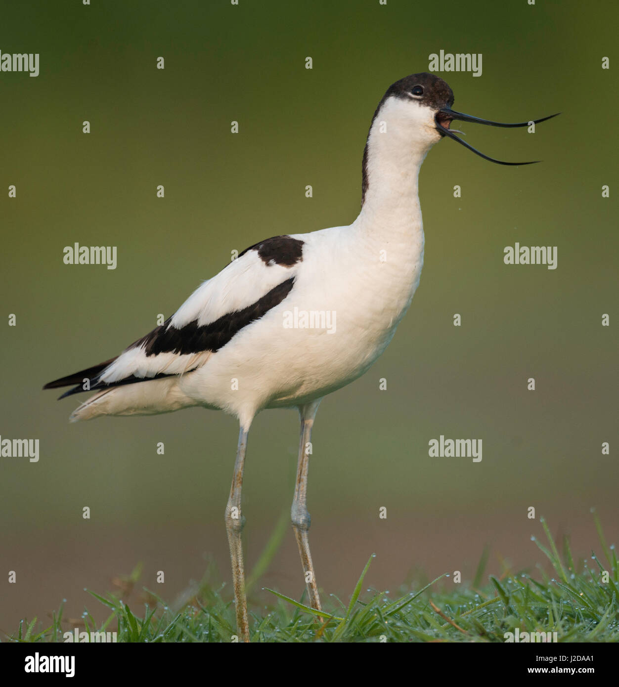 Shouting bird hi-res stock photography and images - Alamy