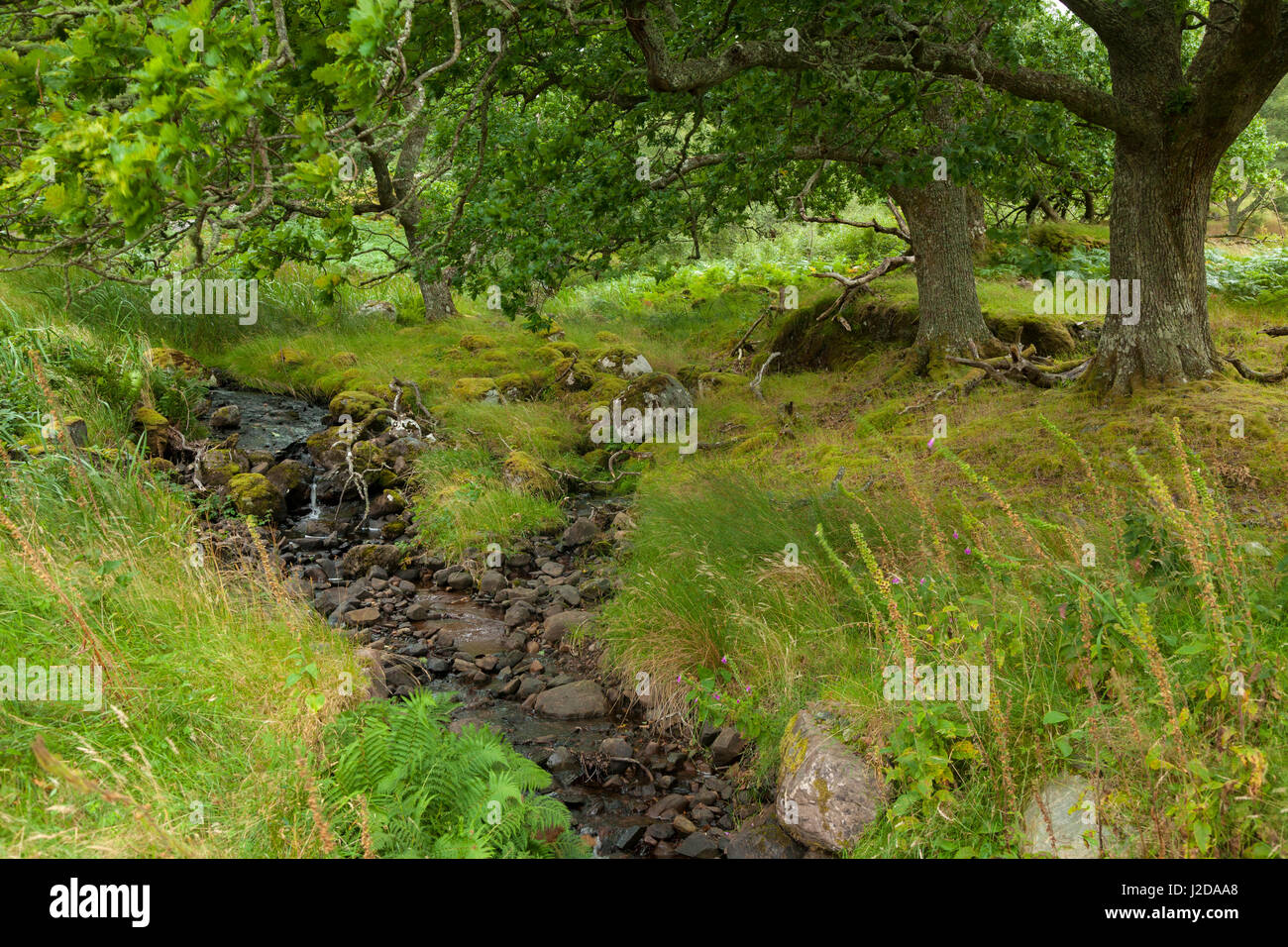 oaks along a stream Stock Photo - Alamy