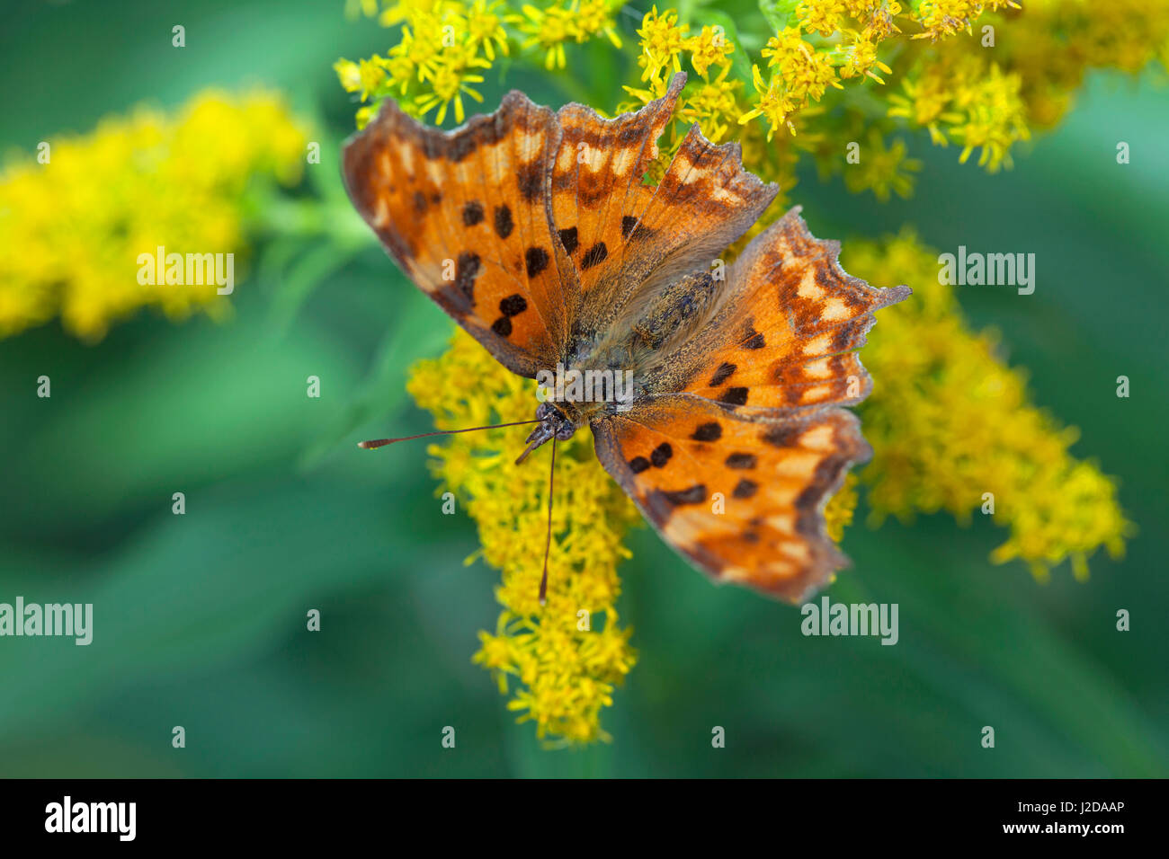 Photo of butterfly hi-res stock photography and images - Alamy