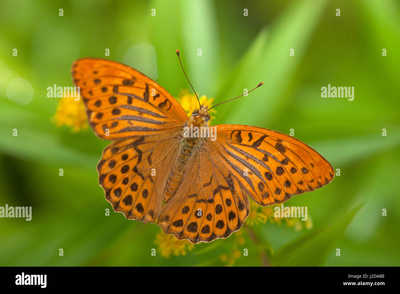 Silver Washed Fritillary High Resolution Stock Photography and Images ...