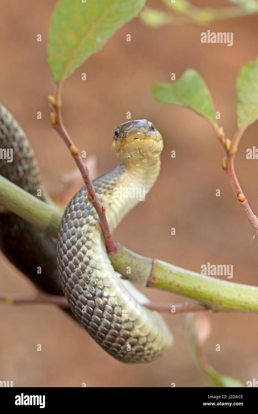 photo of an Aesculapian snake climbing in a tree Stock Photo - Alamy
