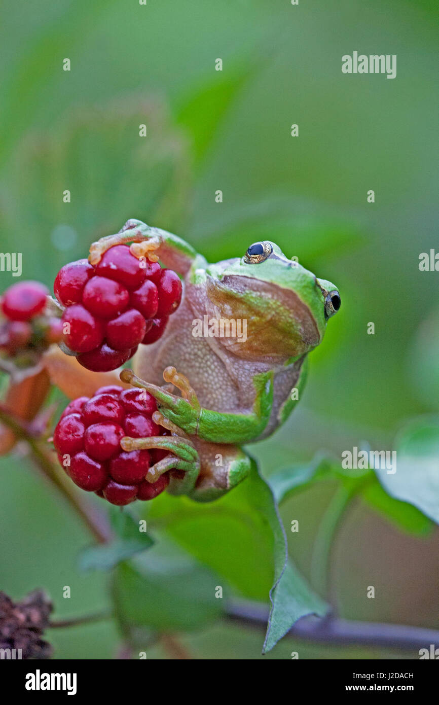 Bramble thicket hi-res stock photography and images - Alamy