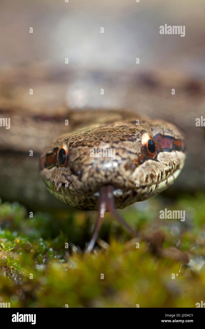 portrait of a smooth snake Stock Photo - Alamy