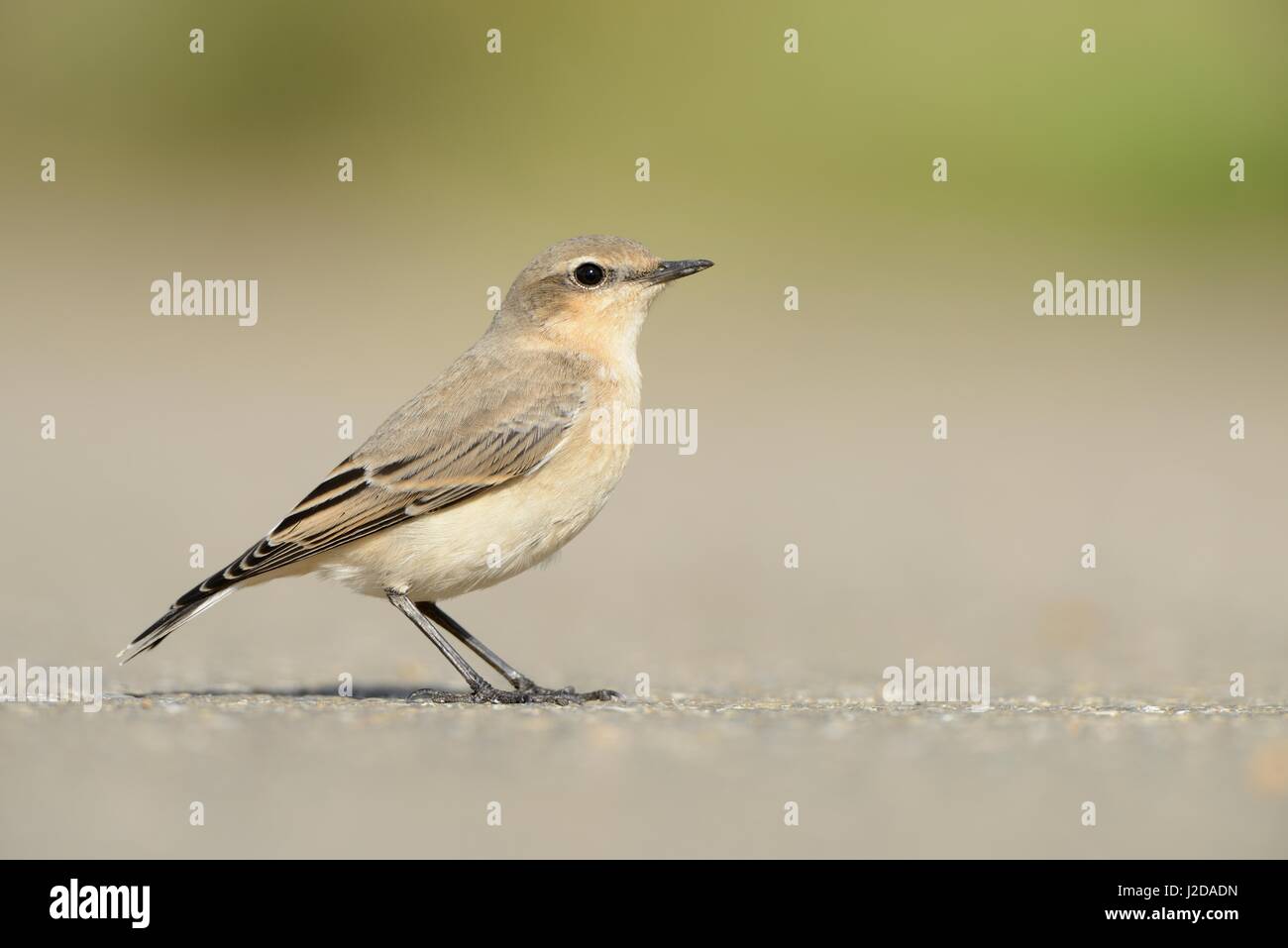 World migration hi-res stock photography and images - Alamy