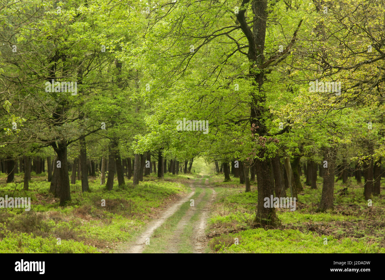 Oak leaves spring hi-res stock photography and images - Alamy