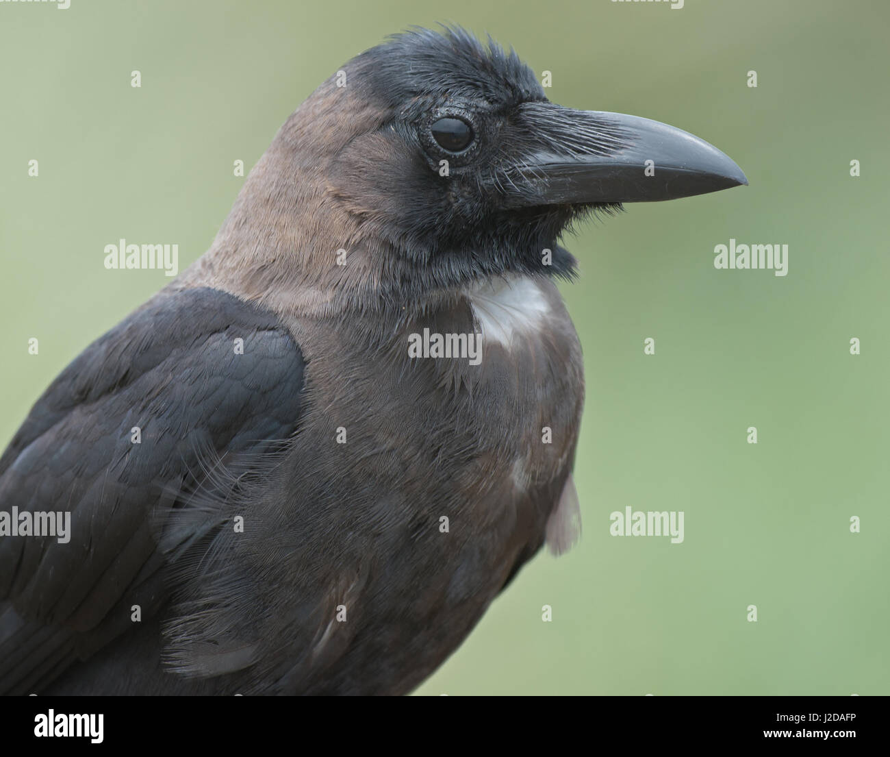 Crow profile hi-res stock photography and images - Alamy