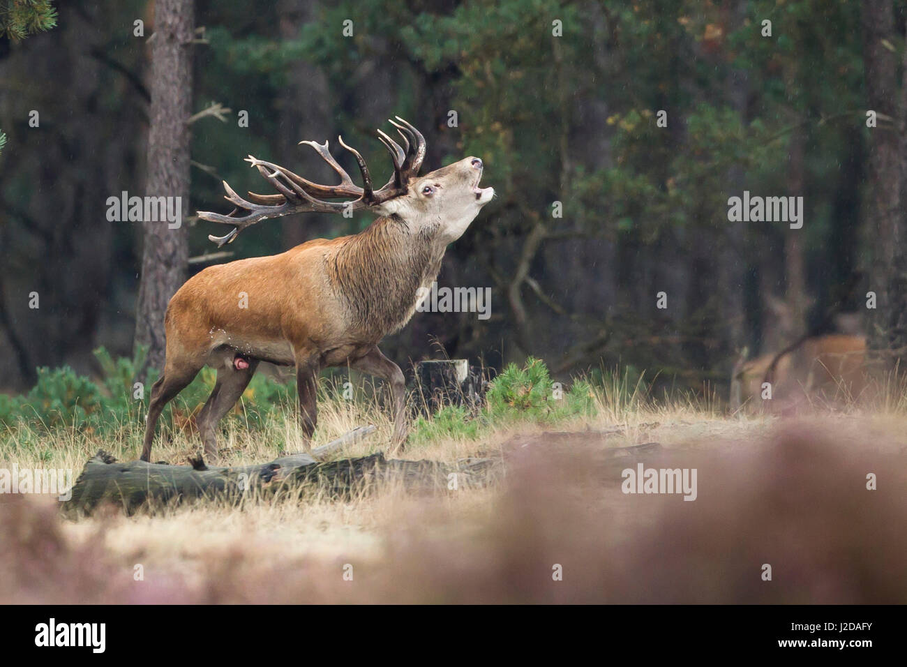 Deer in rutting season hi-res stock photography and images - Alamy
