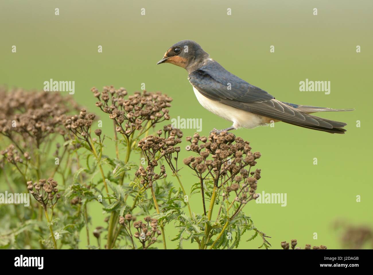 Common swallow hi-res stock photography and images - Alamy