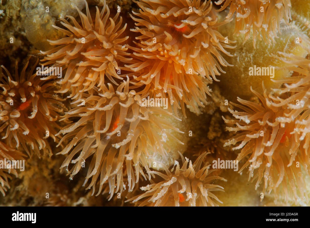 Brick anemones are small orange anemones that are usually in groups ...