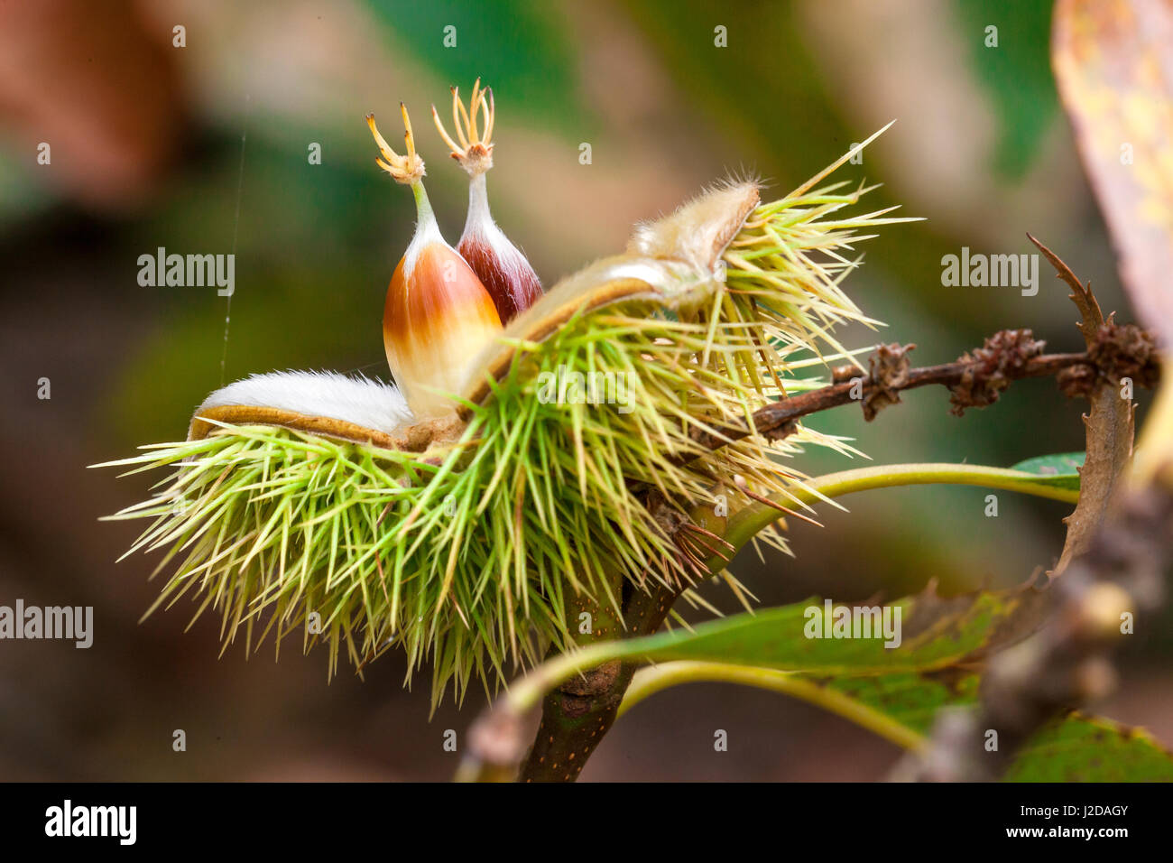 sweet chestnut in a Dutch national park Stock Photo - Alamy