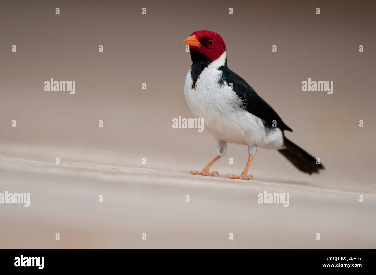 Yellow-billed Cardinal feeding on ground Stock Photo - Alamy